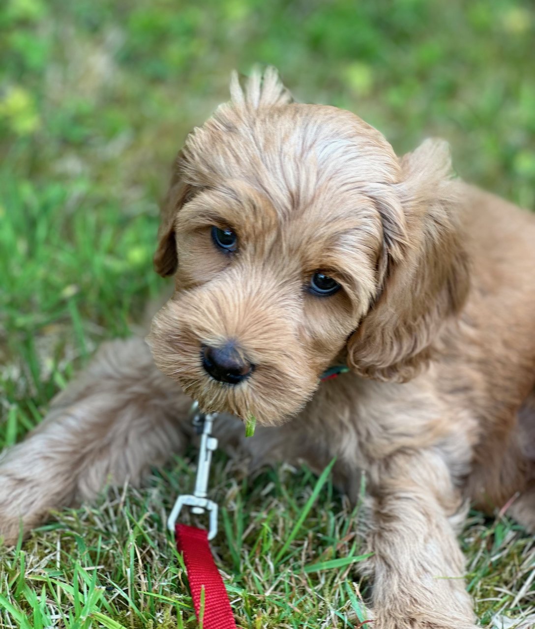 Puppies — Victoria Creek Australian Labradoodles