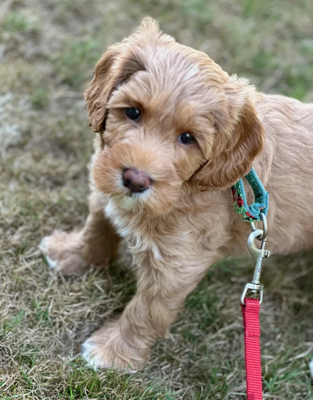 Puppies — Victoria Creek Australian Labradoodles