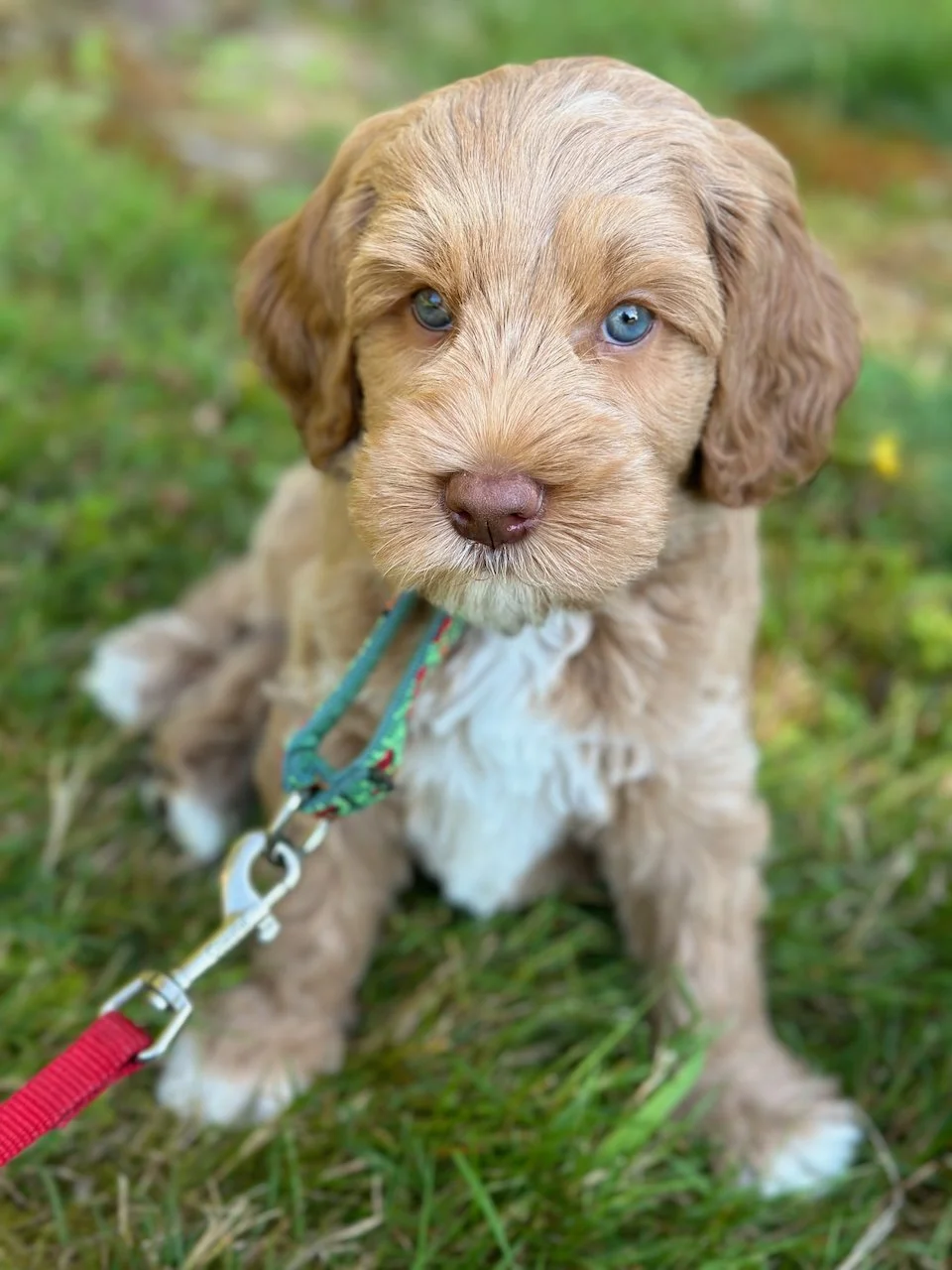 Puppies — Victoria Creek Australian Labradoodles