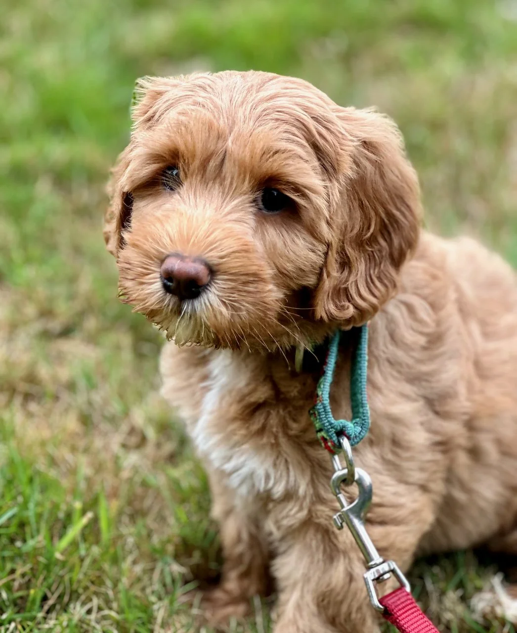 Puppies — Victoria Creek Australian Labradoodles