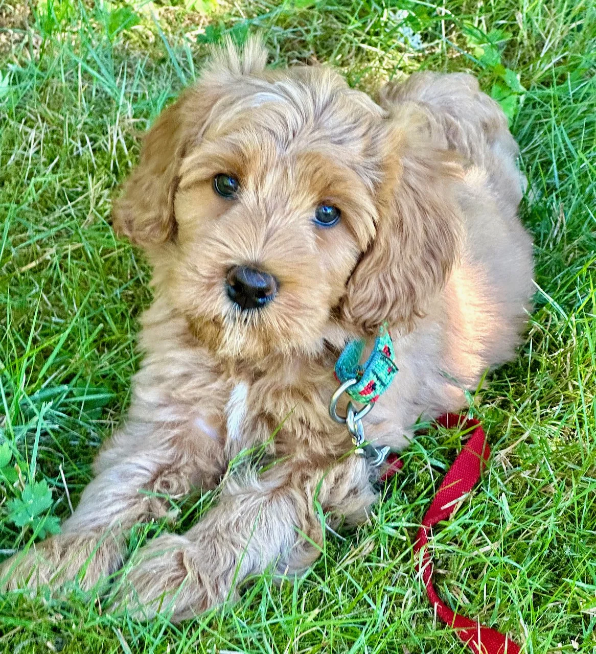 Puppies — Victoria Creek Australian Labradoodles