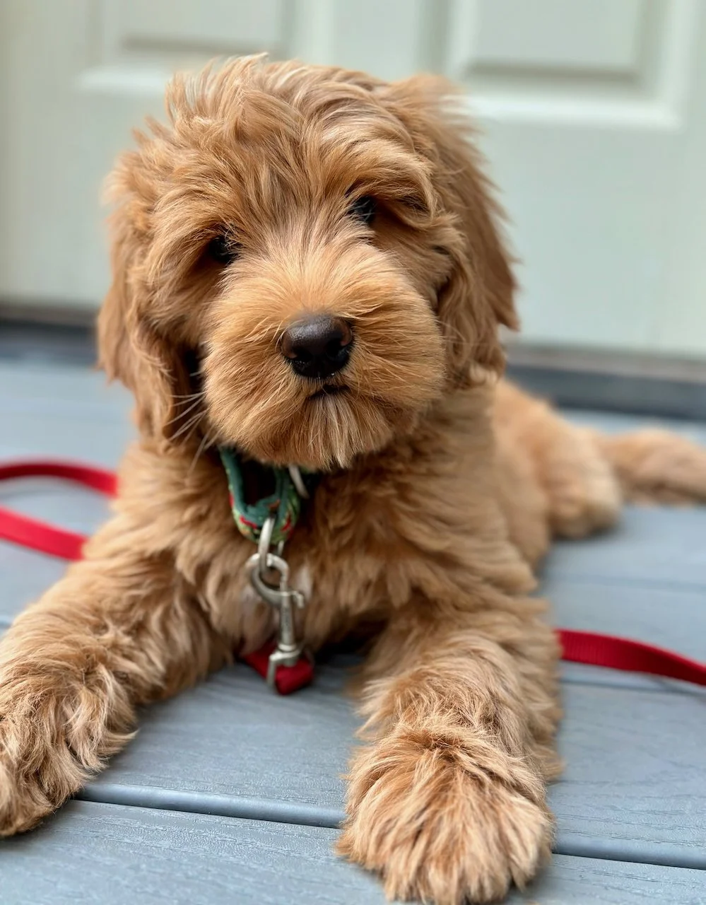 Puppies — Victoria Creek Australian Labradoodles