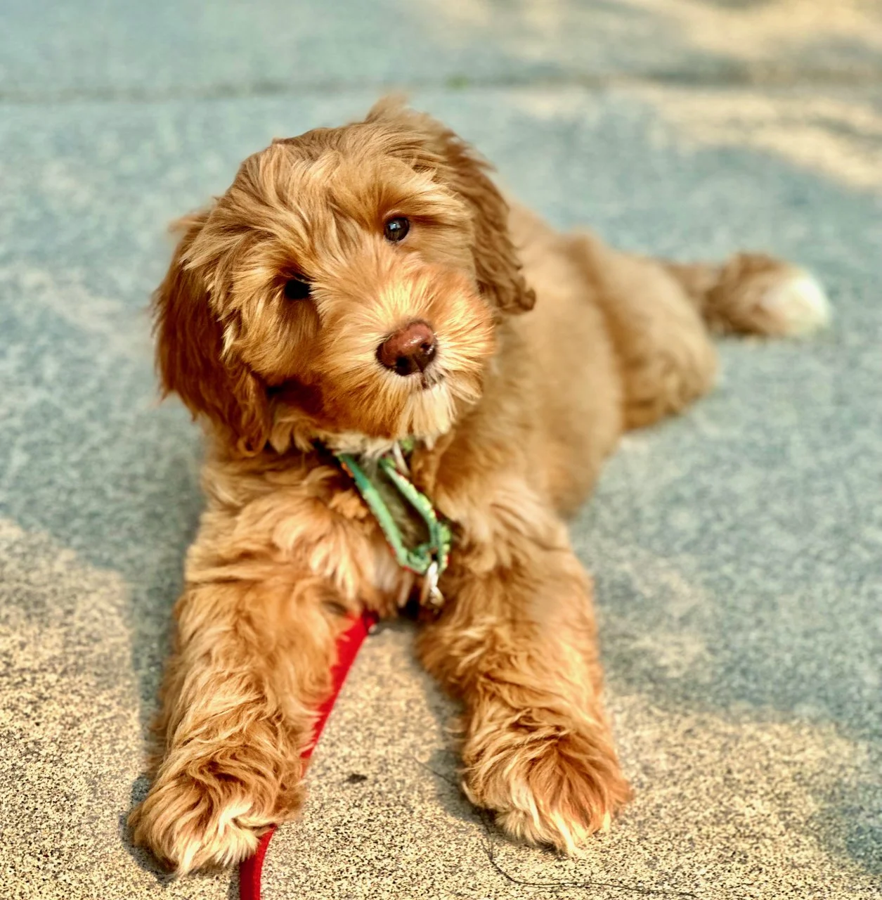 Puppies — Victoria Creek Australian Labradoodles