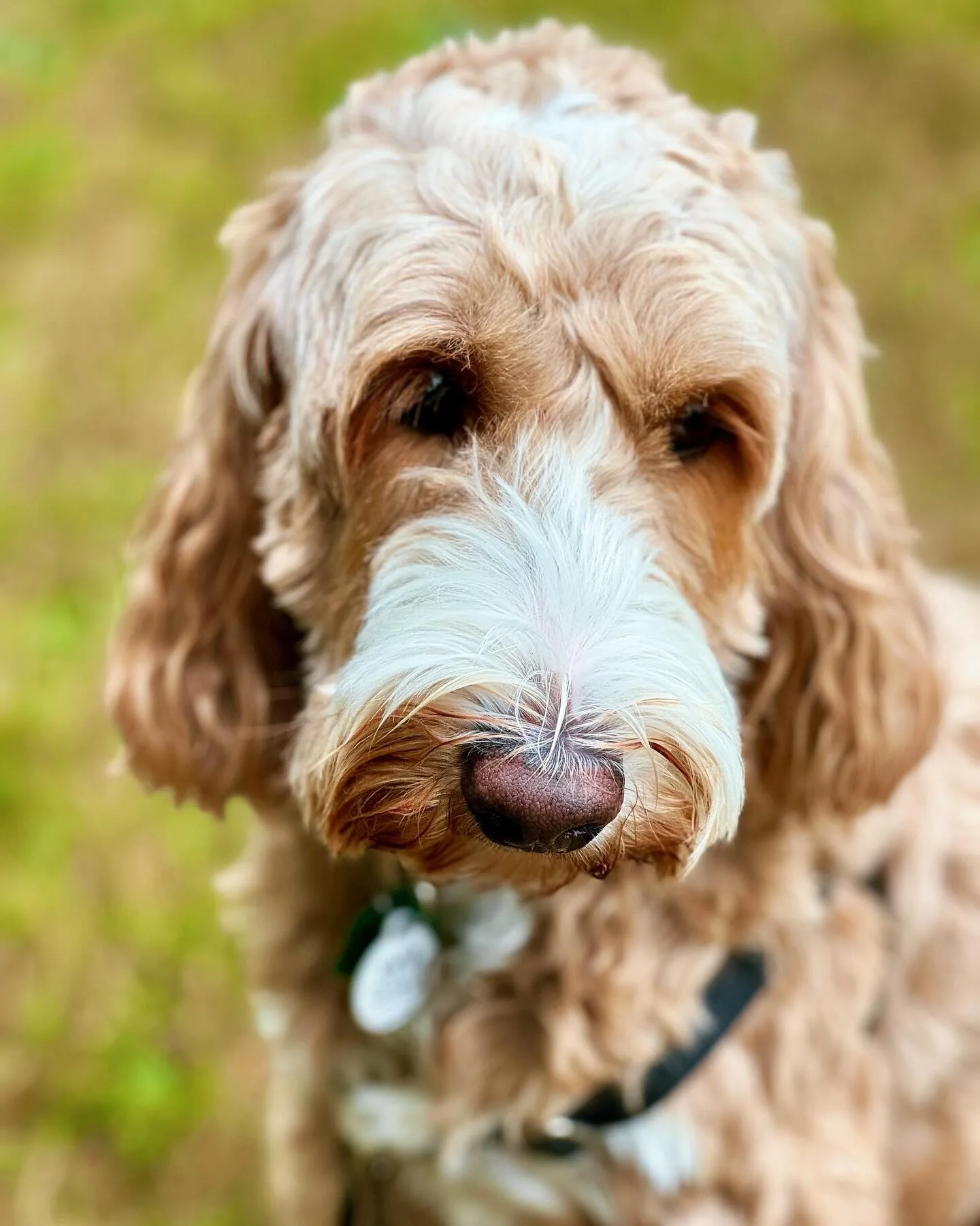 Instagram Stars — Victoria Creek Australian Labradoodles