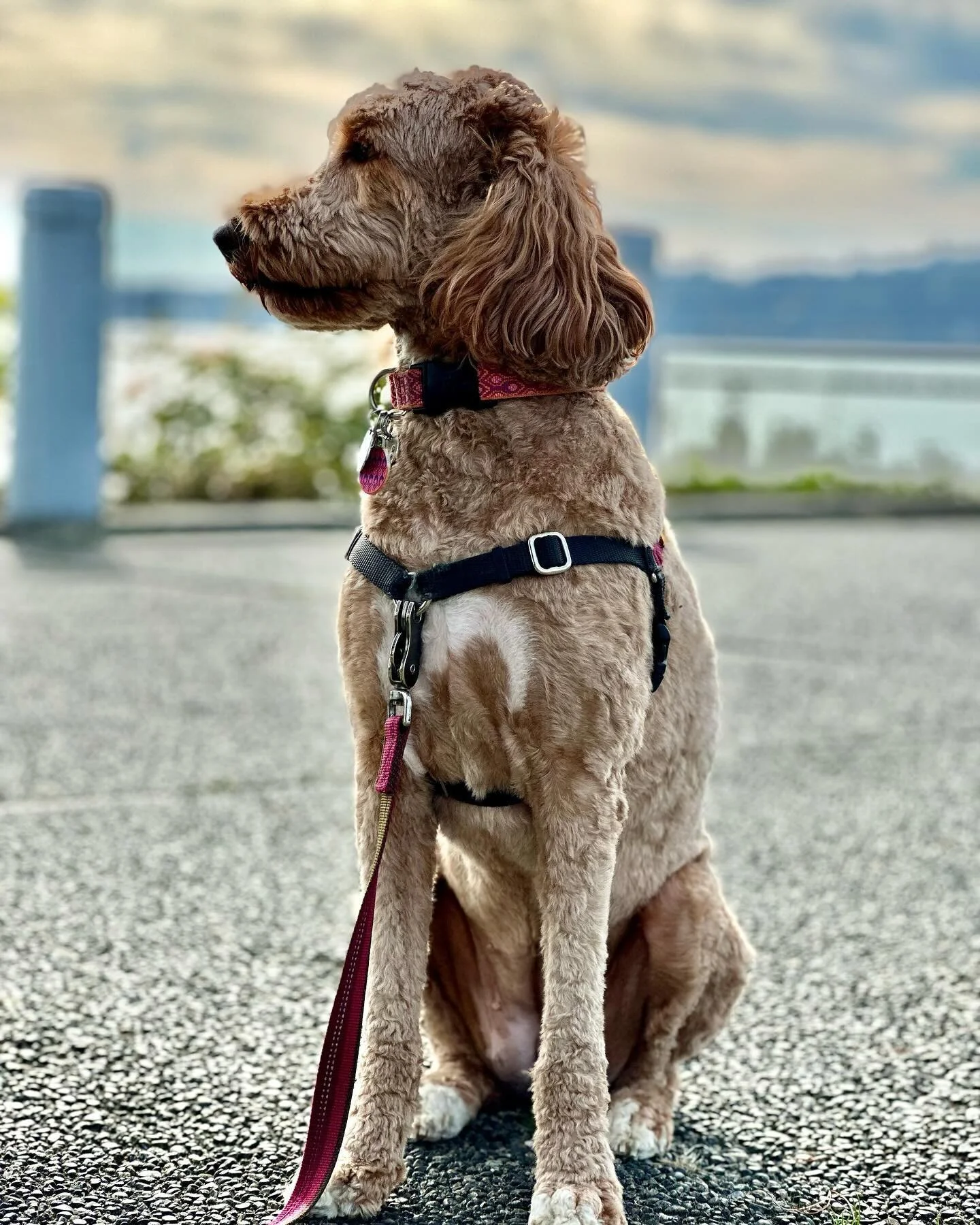 Instagram Stars — Victoria Creek Australian Labradoodles
