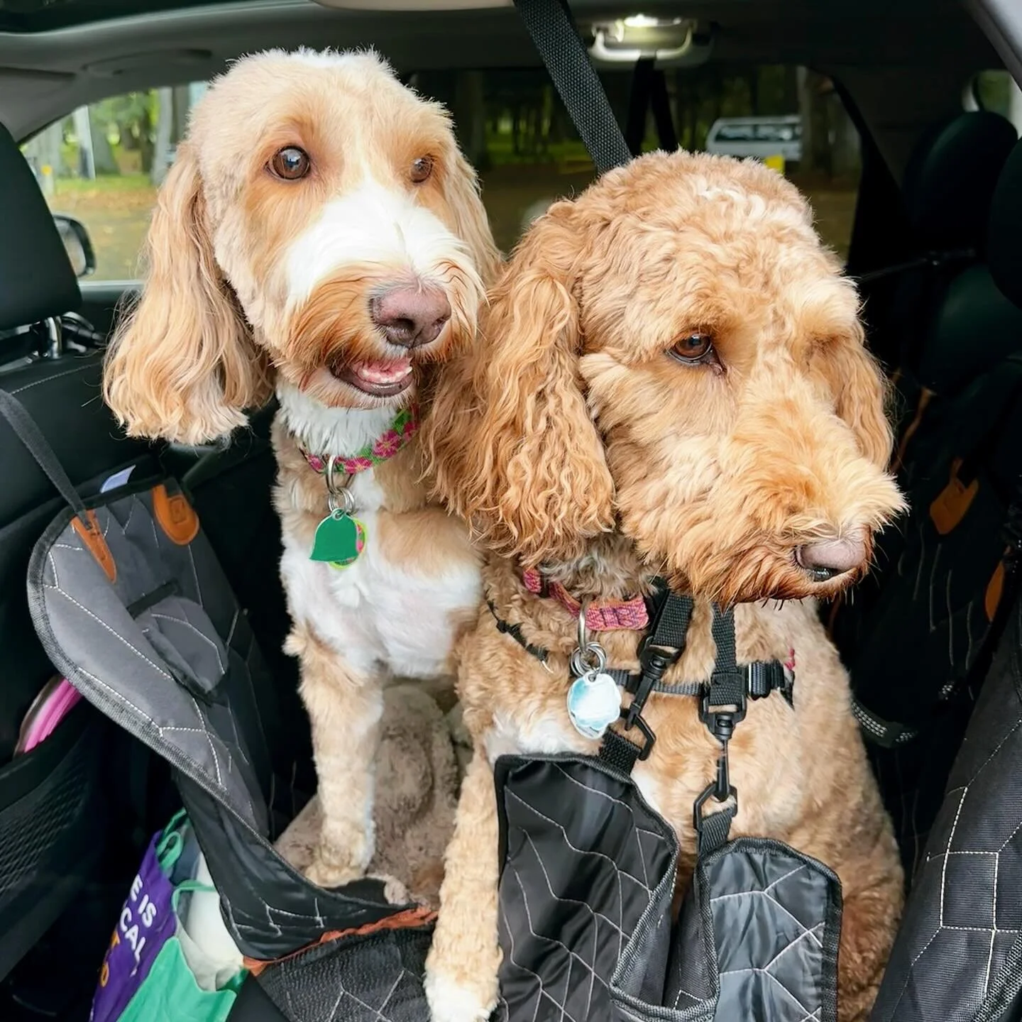 Instagram Stars — Victoria Creek Australian Labradoodles