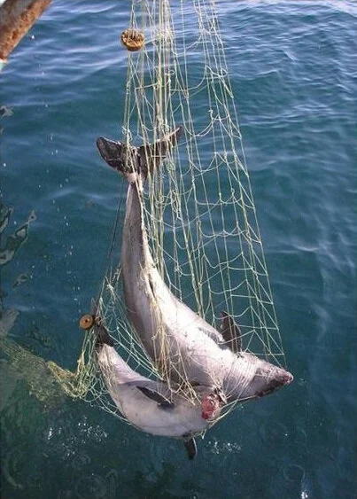 Overfishing — Environmental Progress