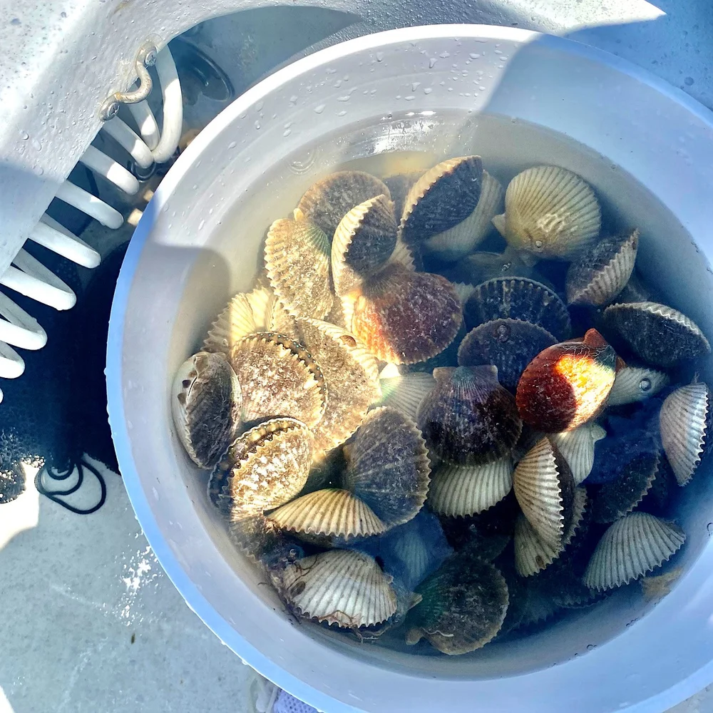 Scallop diving w/ Katie Jo — The Southern Fork