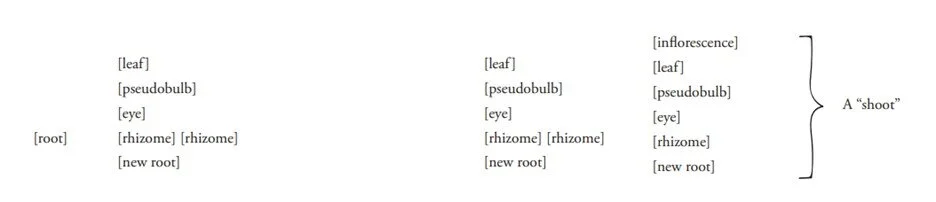 Taking Cuttings, Untangling Roots — Singapore Unbound