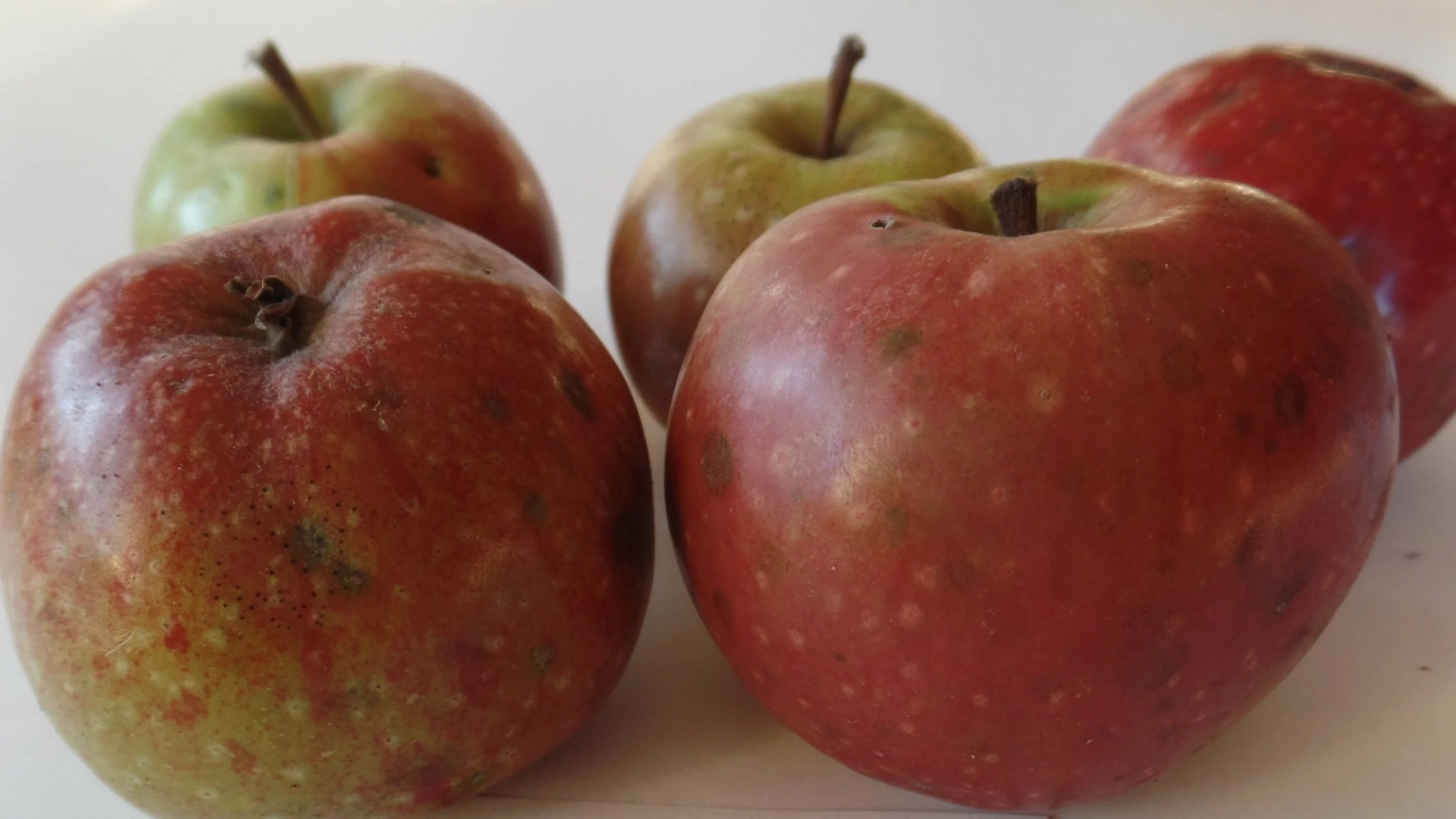 Bitter Pew — Out on a Limb Apples