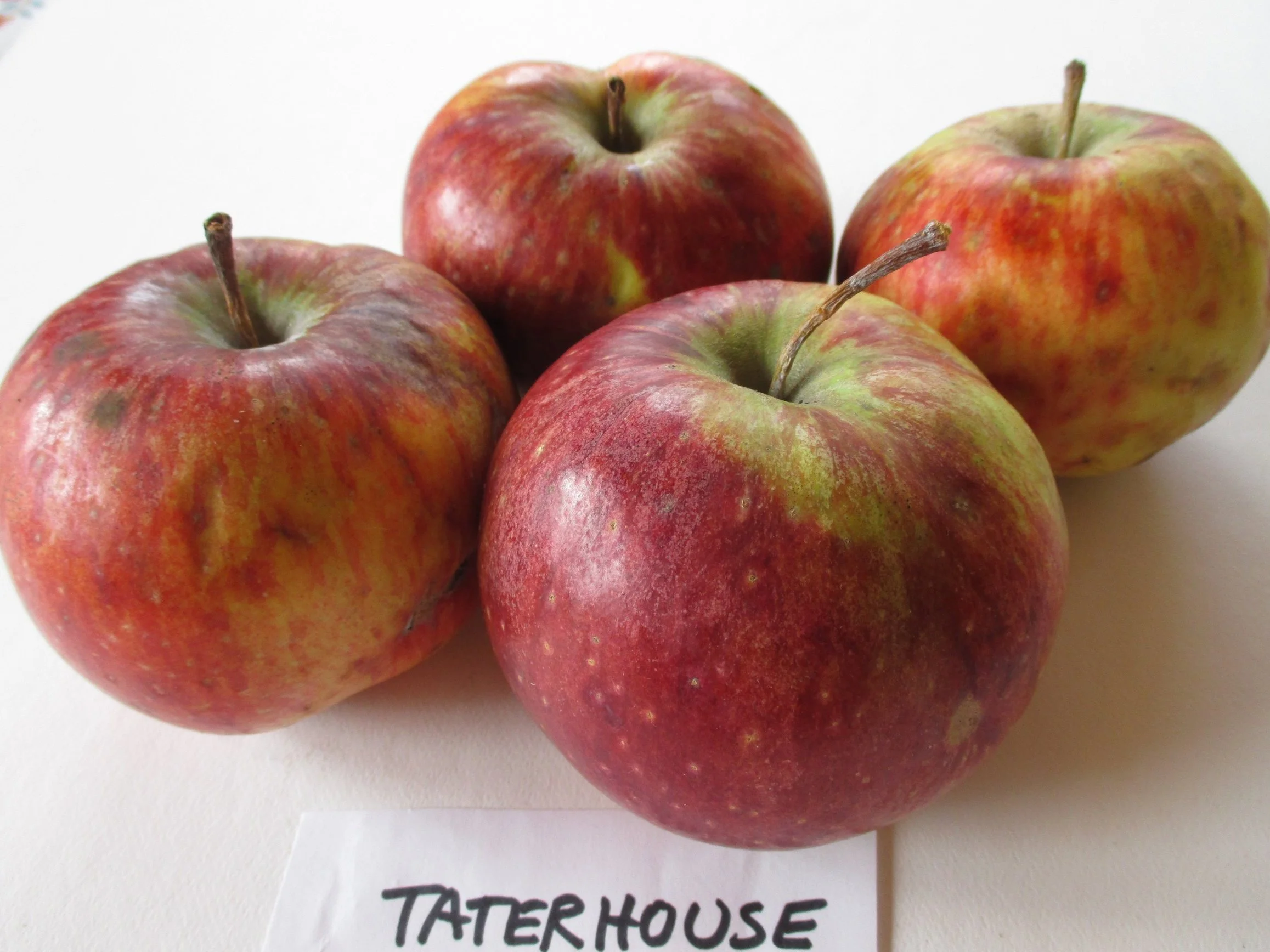 Tater House — Out on a Limb Apples