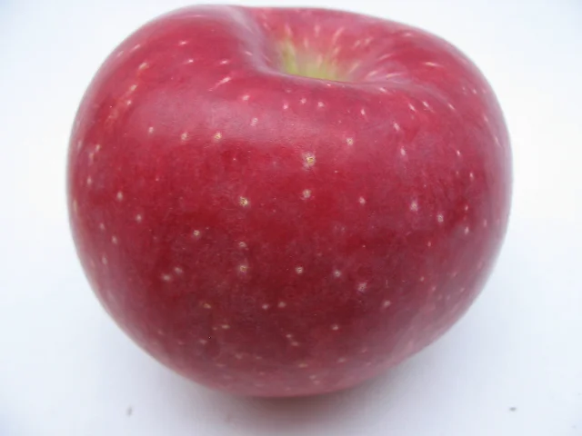 Bethel — Out on a Limb Apples
