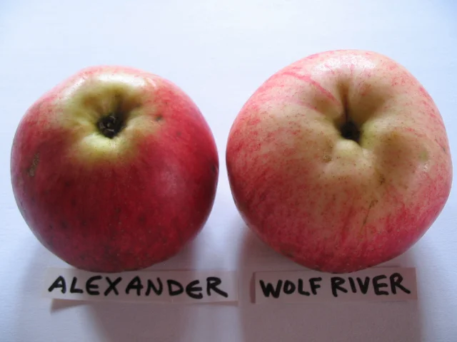 Alexander — Out on a Limb Apples