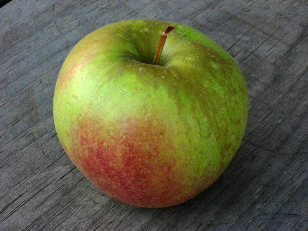 SunCrisp — Out on a Limb Apples