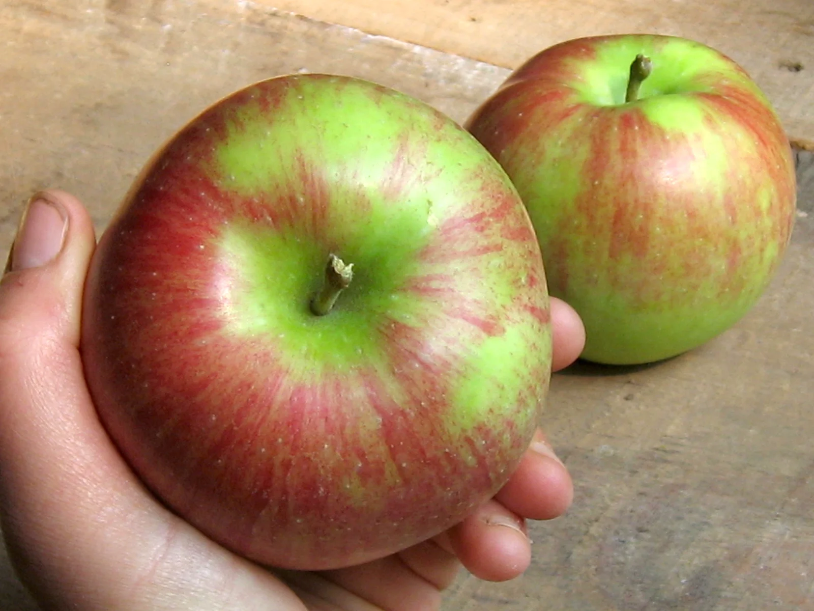 Summer Rambo — Out on a Limb Apples