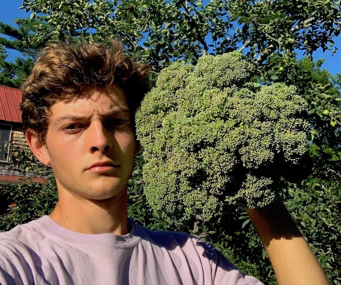 Out on a Limb Apples