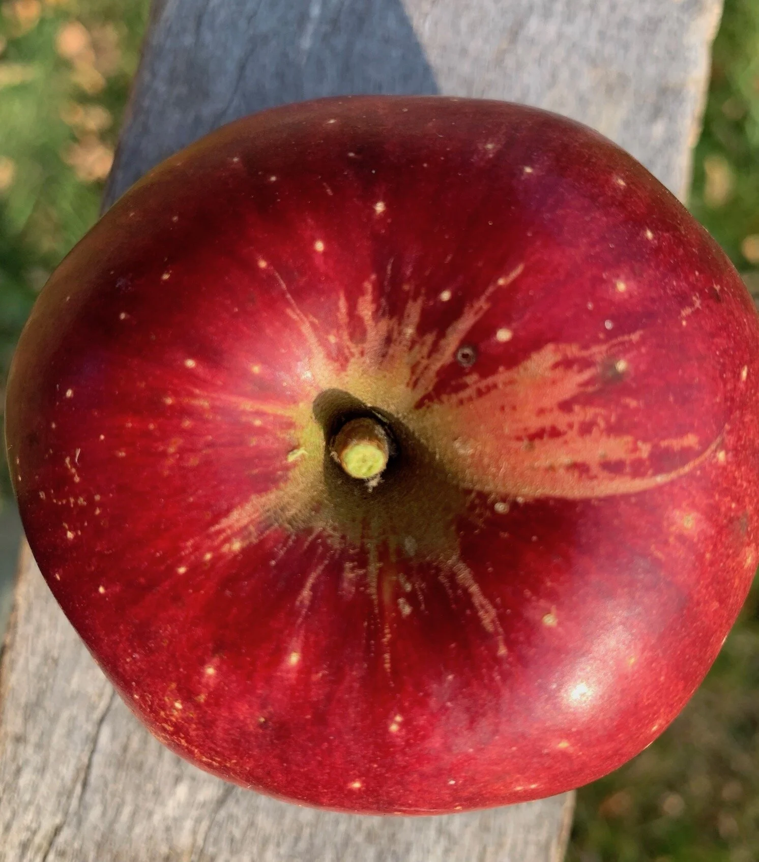 Starkey — Out on a Limb Apples