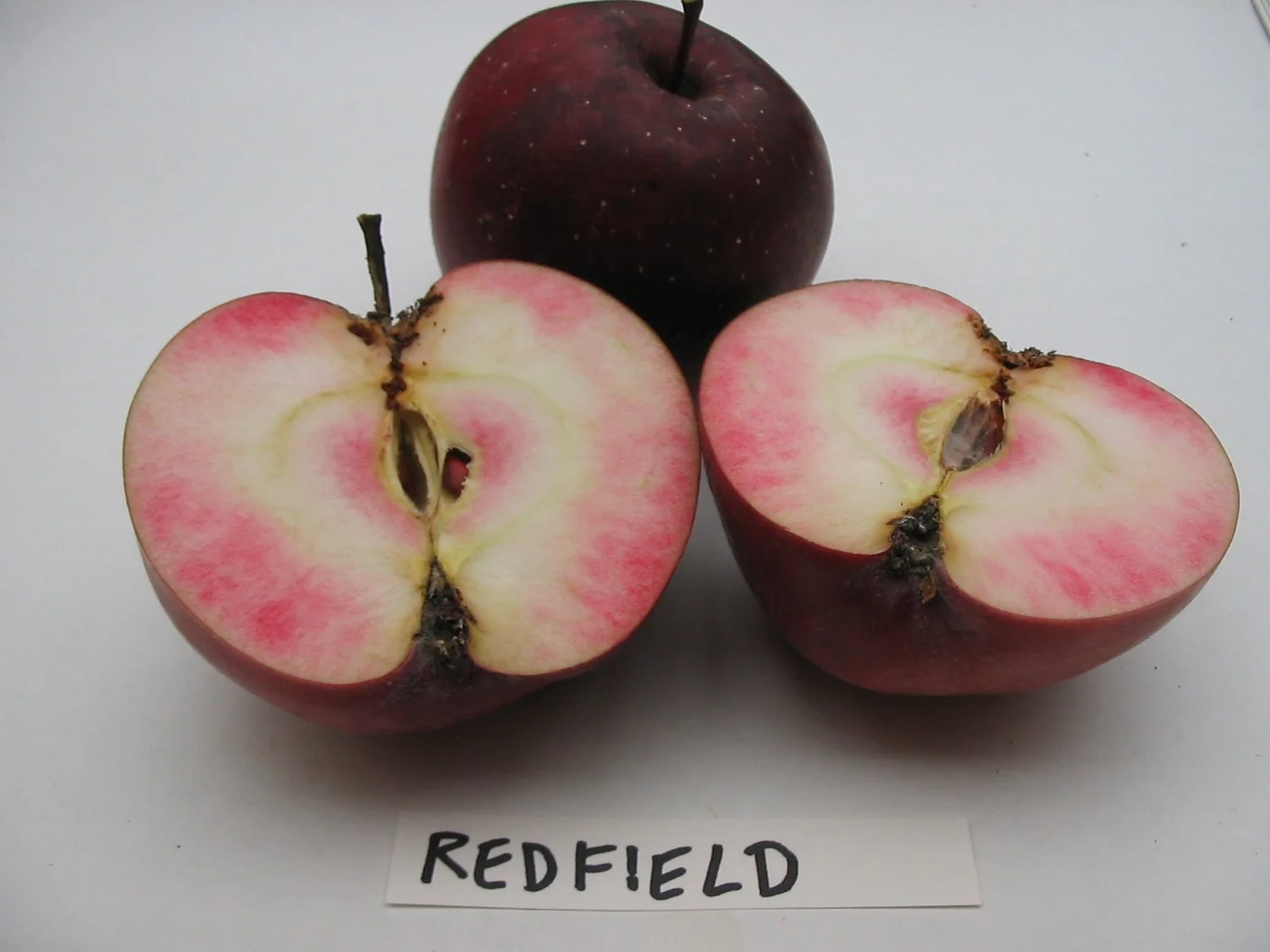 Redfield — Out on a Limb Apples