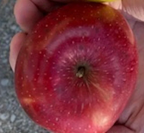 Jefferis — Out on a Limb Apples