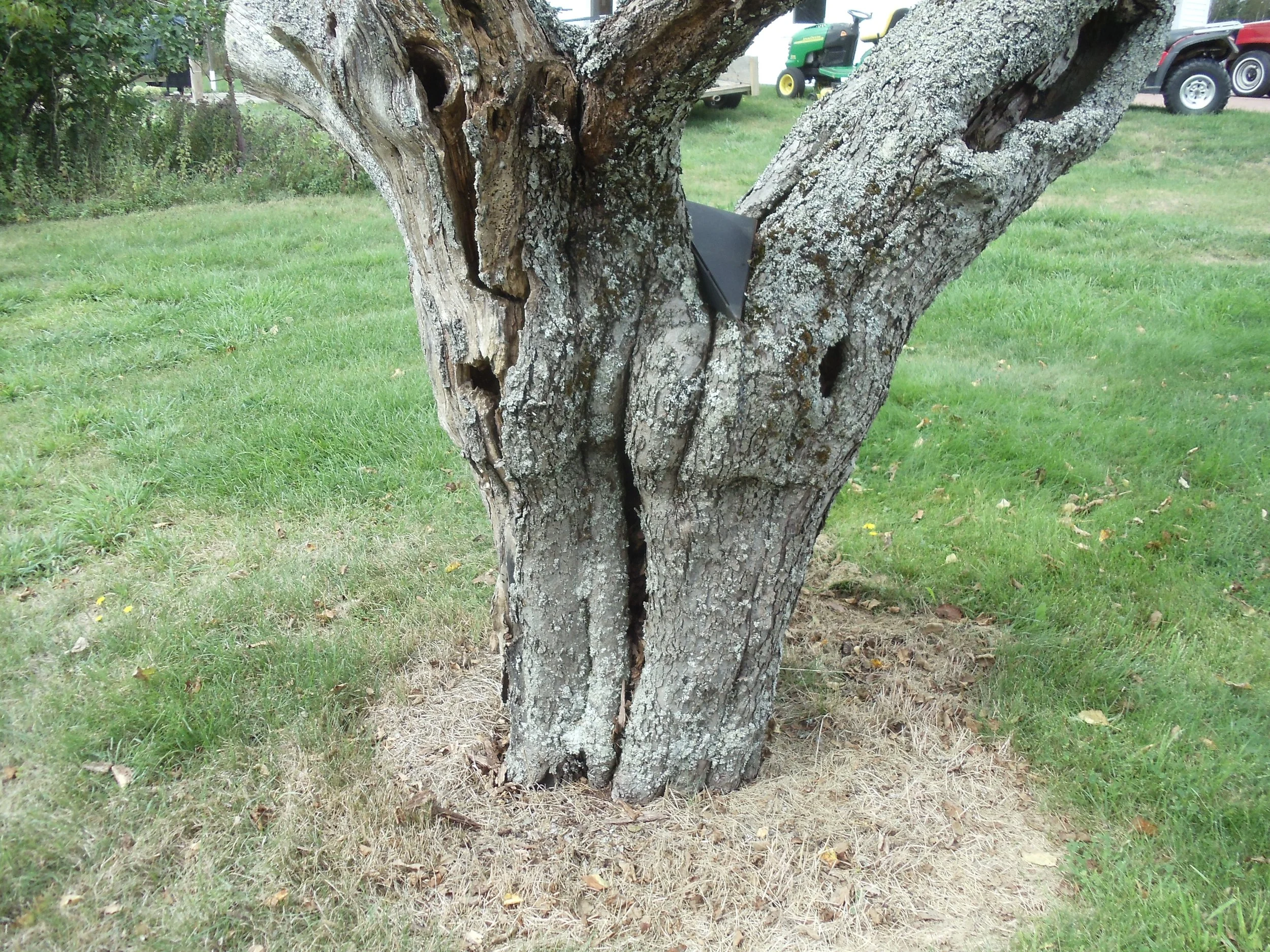 Out on a Limb Apples