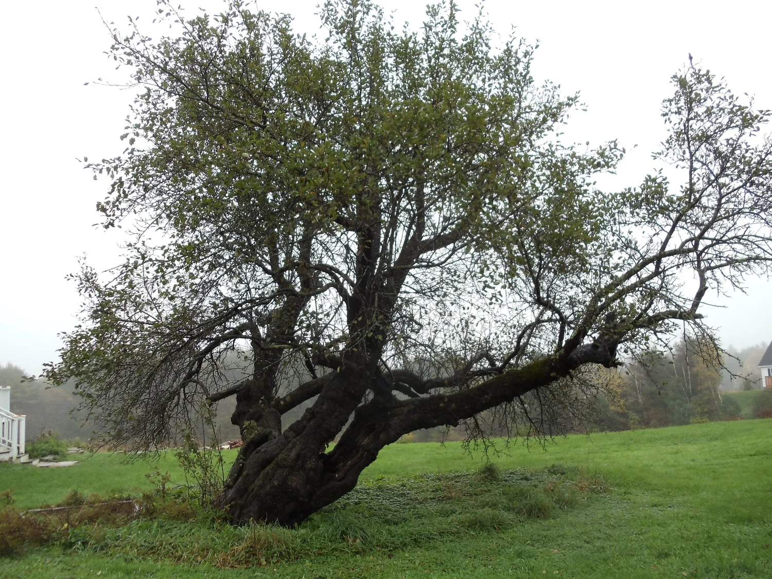 Out on a Limb Apples