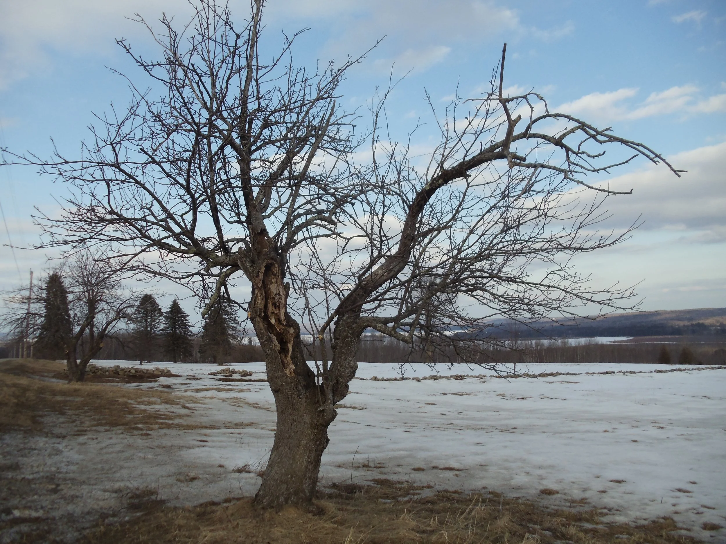 Out on a Limb Apples