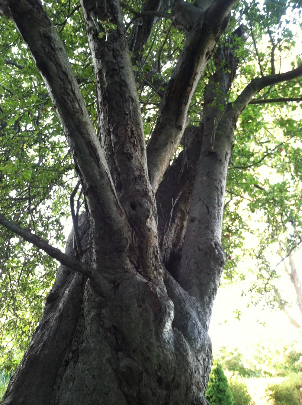 Out on a Limb Apples