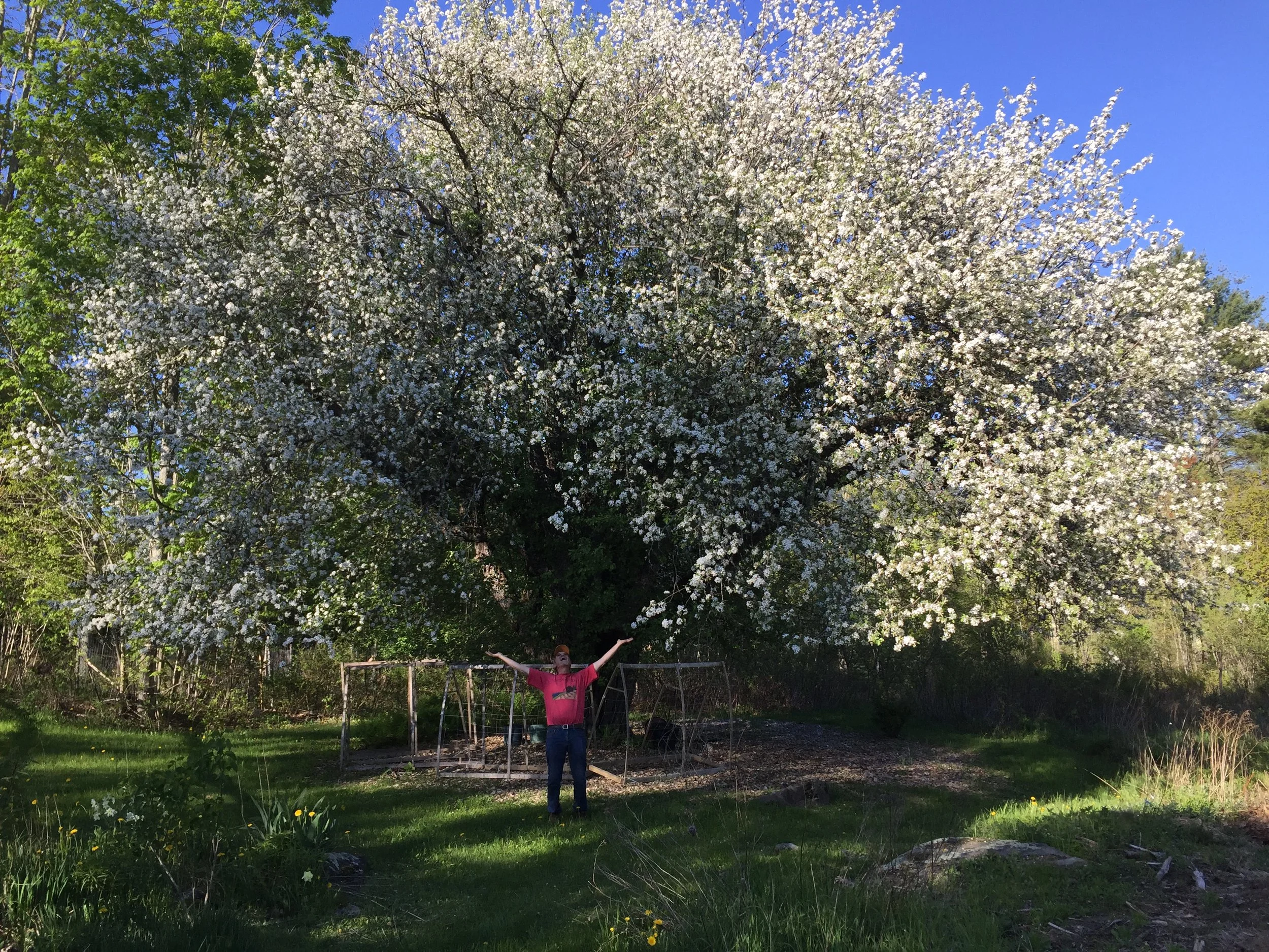 Out on a Limb Apples