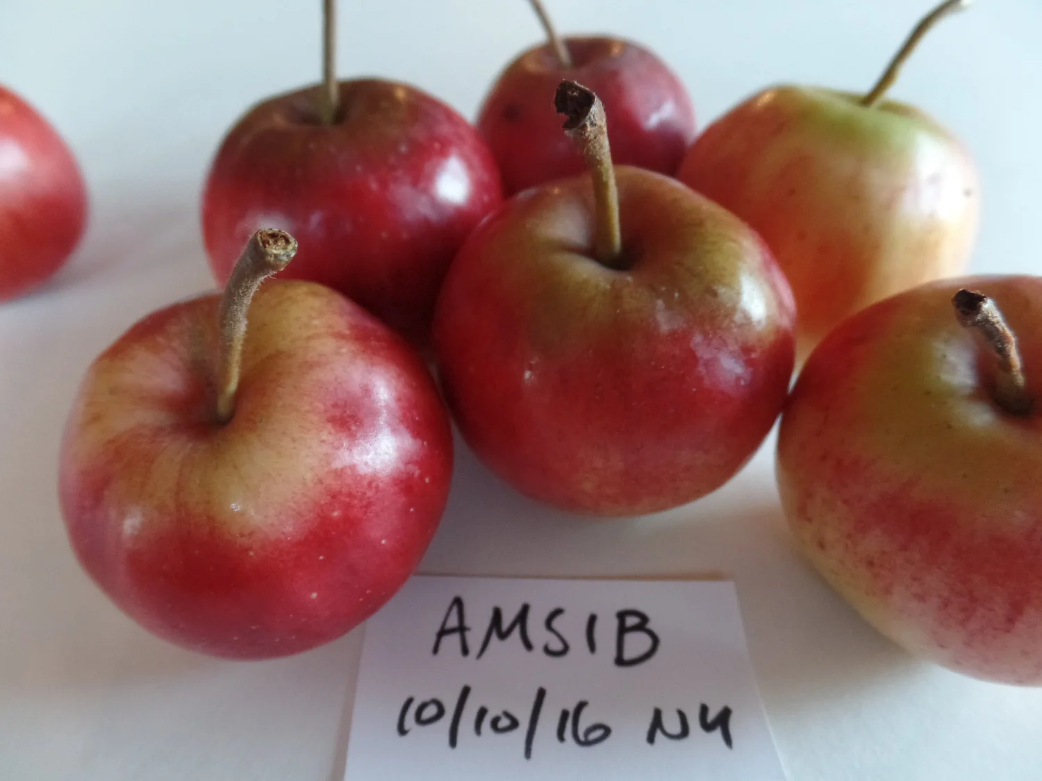 Amsib — Out on a Limb Apples