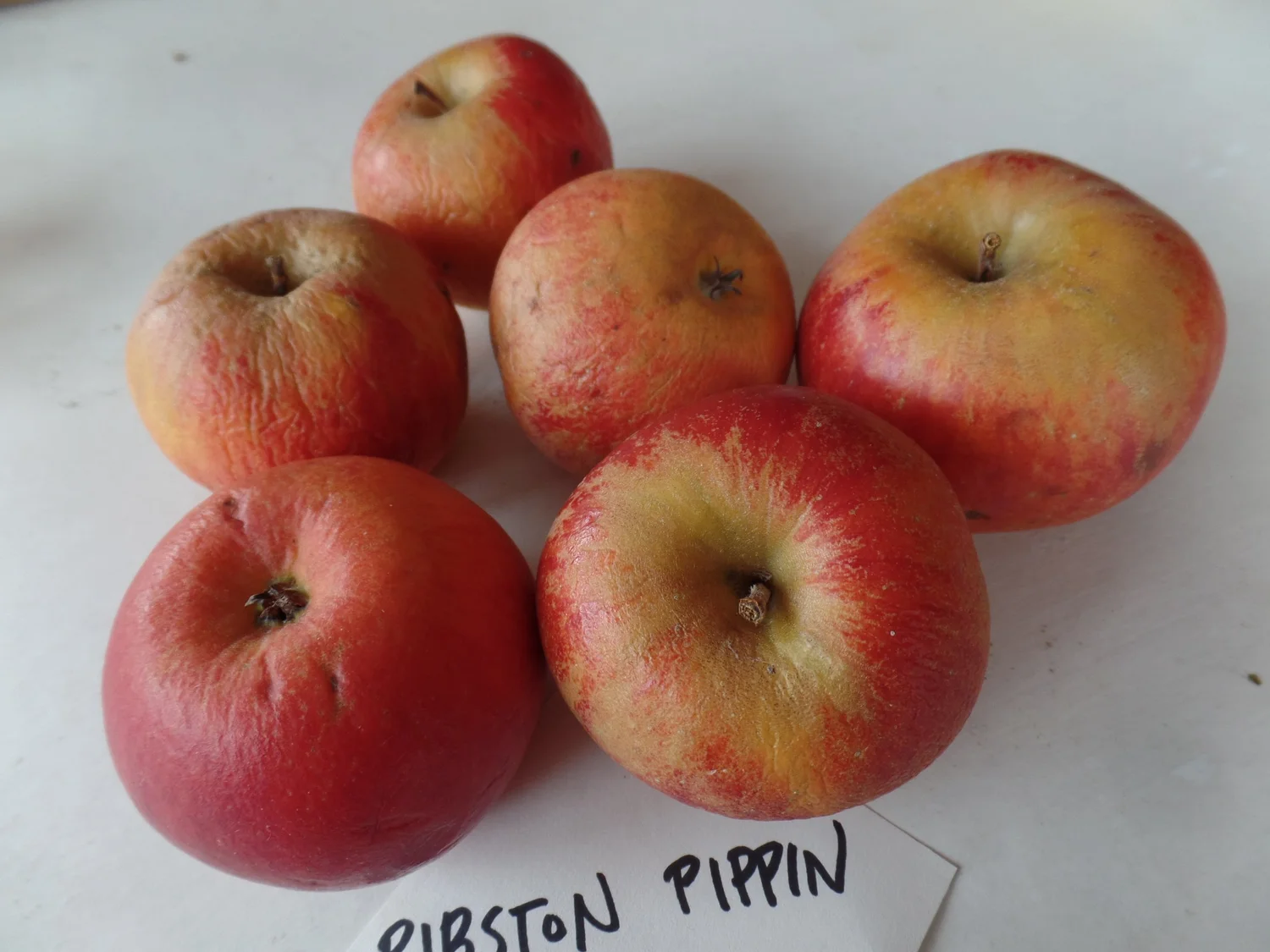 Ribston Pippin — Out on a Limb Apples