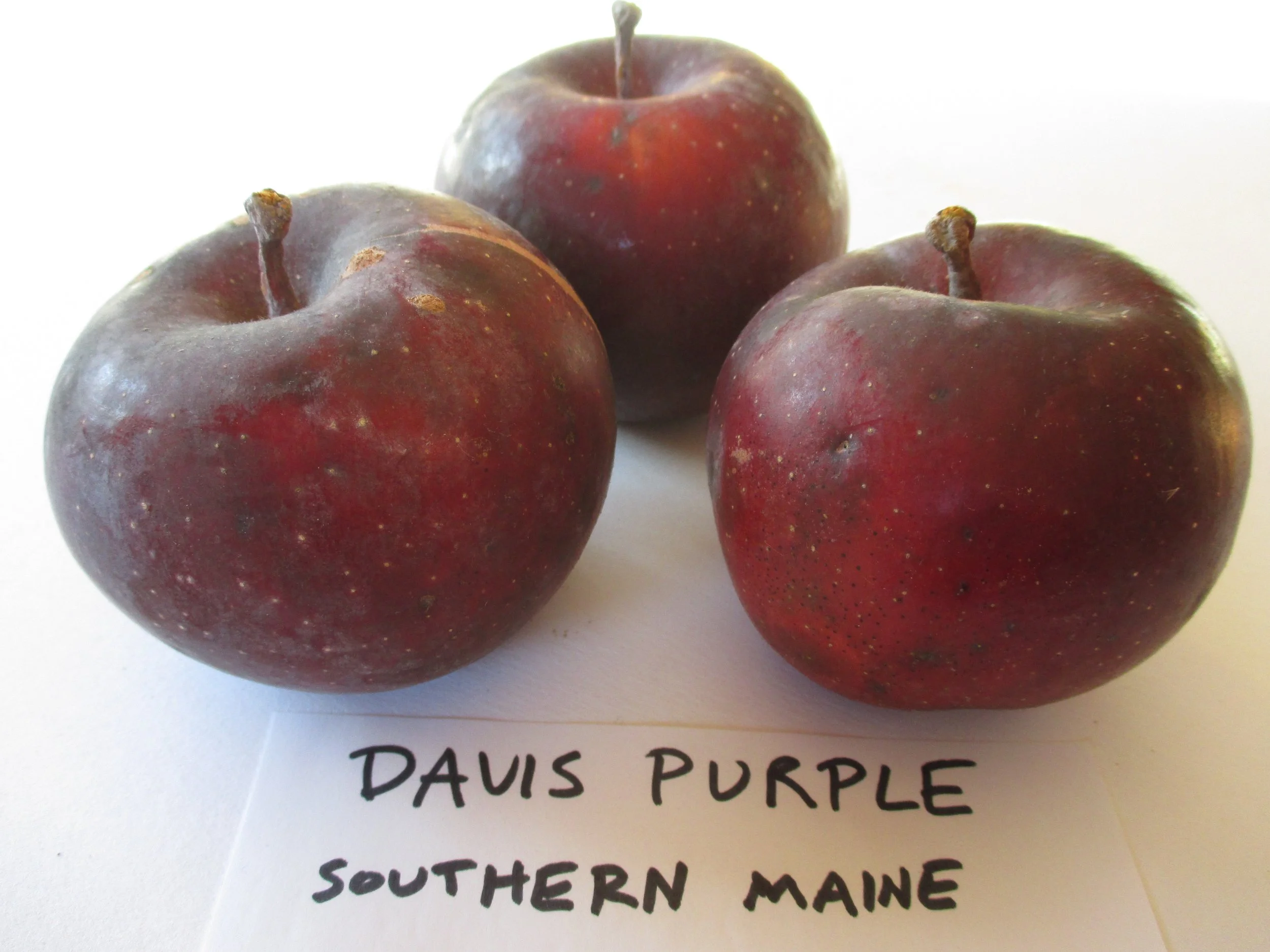 Davis Purple — Out on a Limb Apples