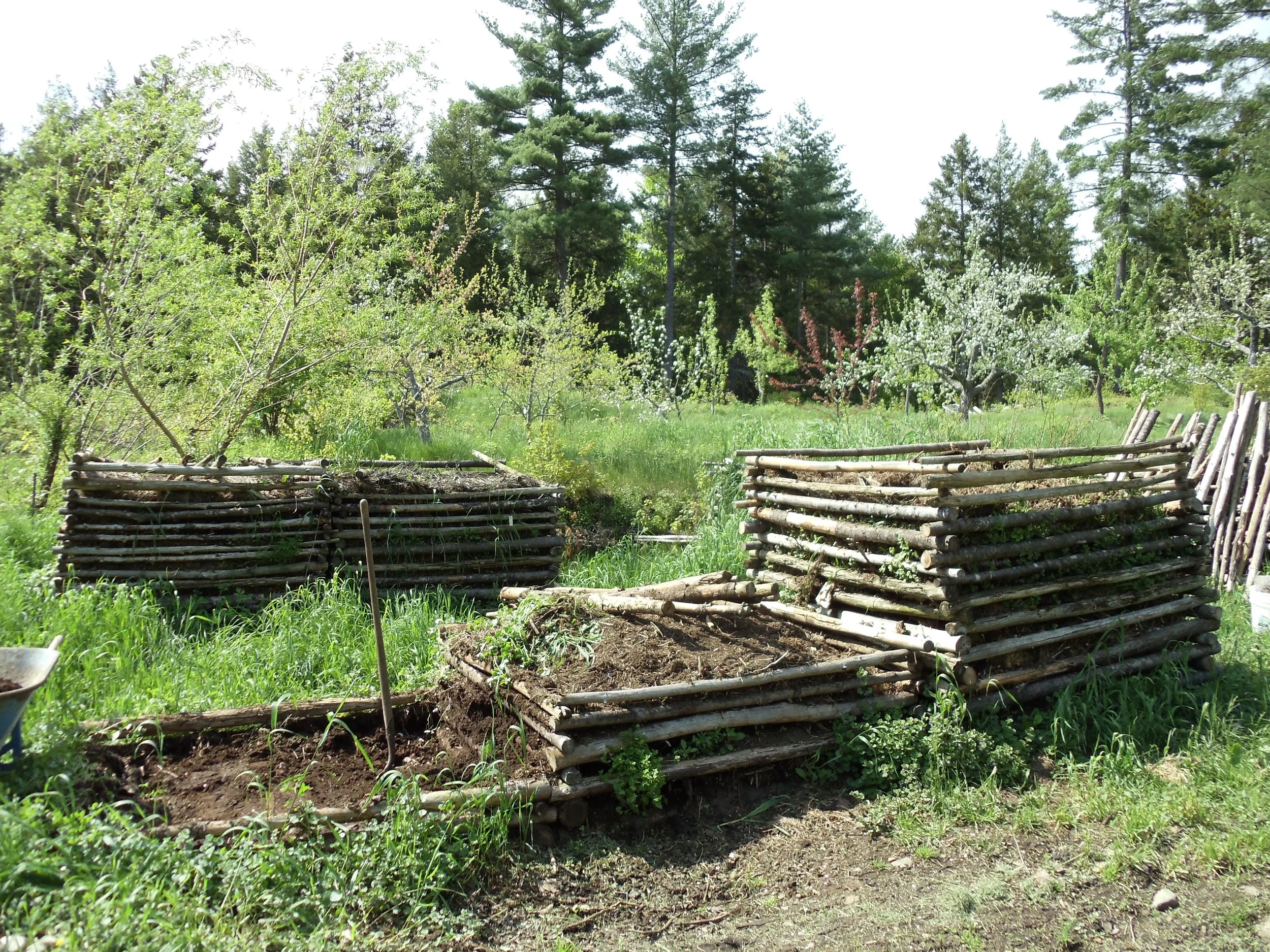 Orchard Blog — Out on a Limb Apples