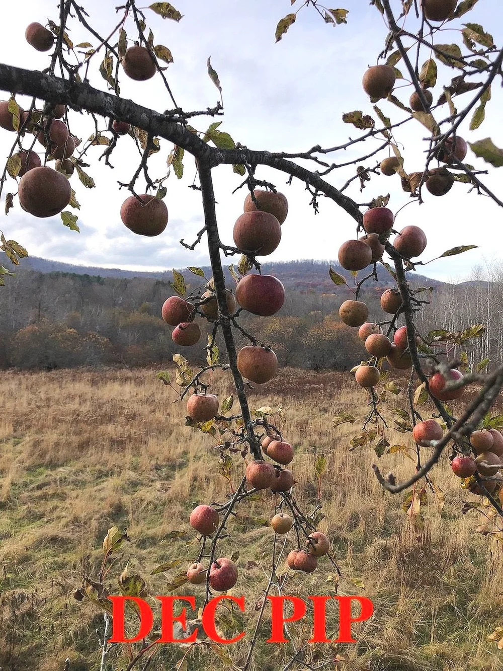 Dec Pip — Out on a Limb Apples