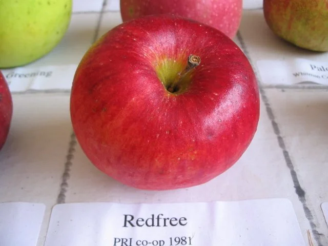 Red Apple Varieties