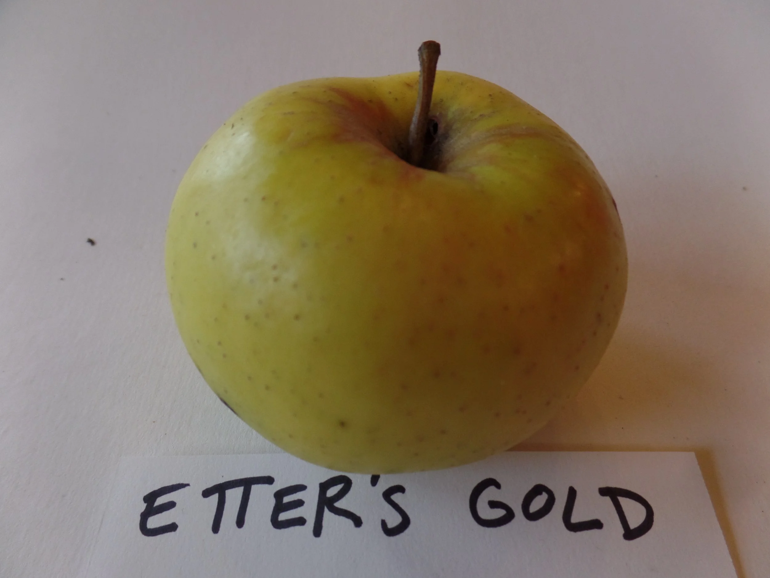 Etter's Gold — Out on a Limb Apples