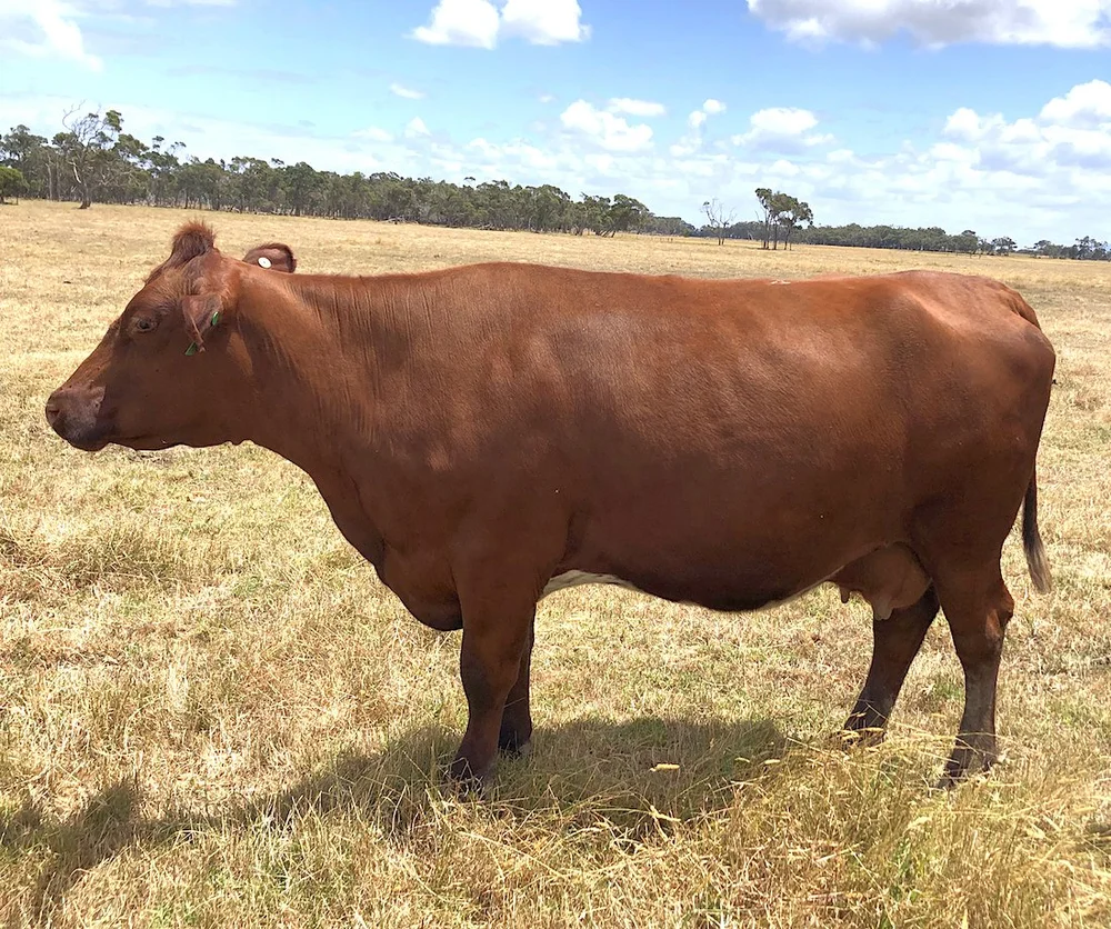 The Shorthorn Bulletin