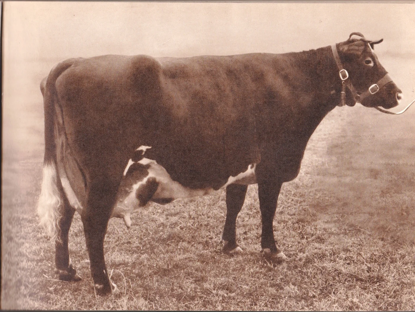 More Cows & Misc. Pictures — The Shorthorn Bulletin