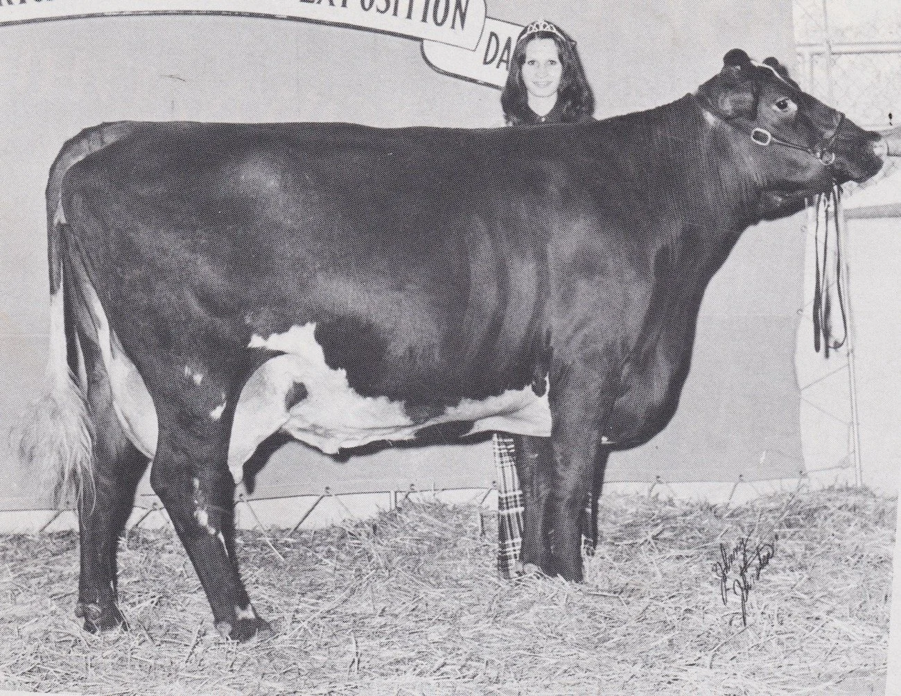 Historical Cows — The Shorthorn Bulletin