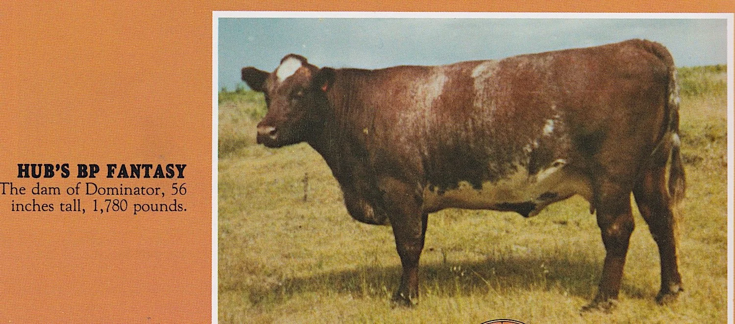 Historical Cows — The Shorthorn Bulletin