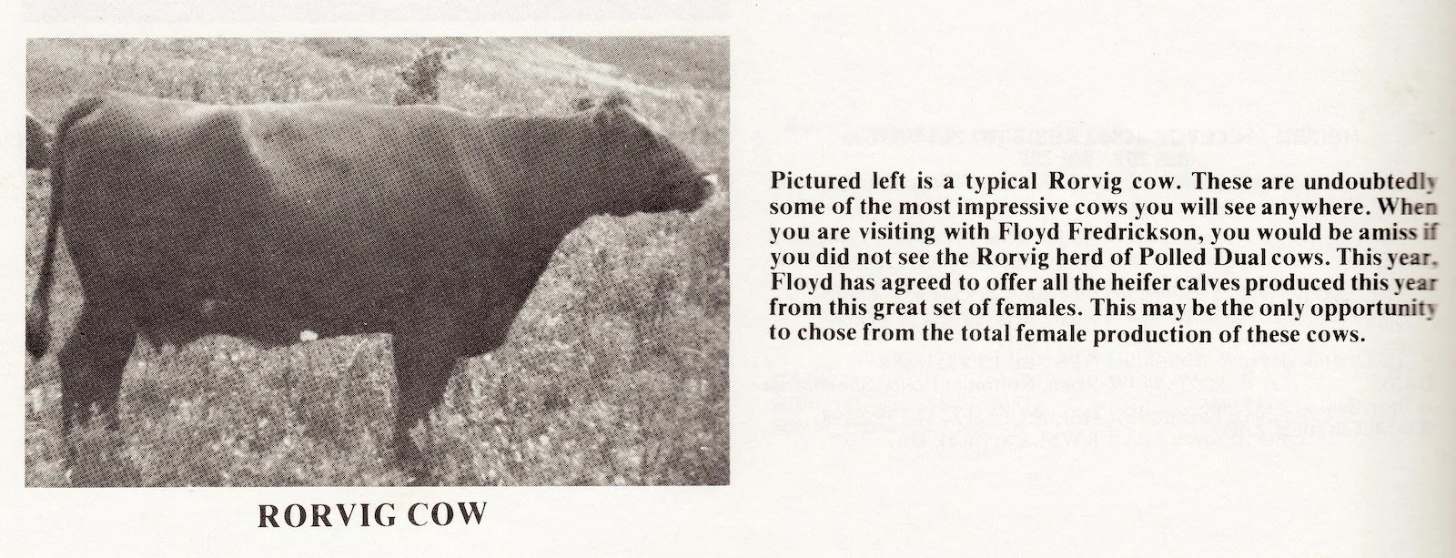 Historical Cows — The Shorthorn Bulletin