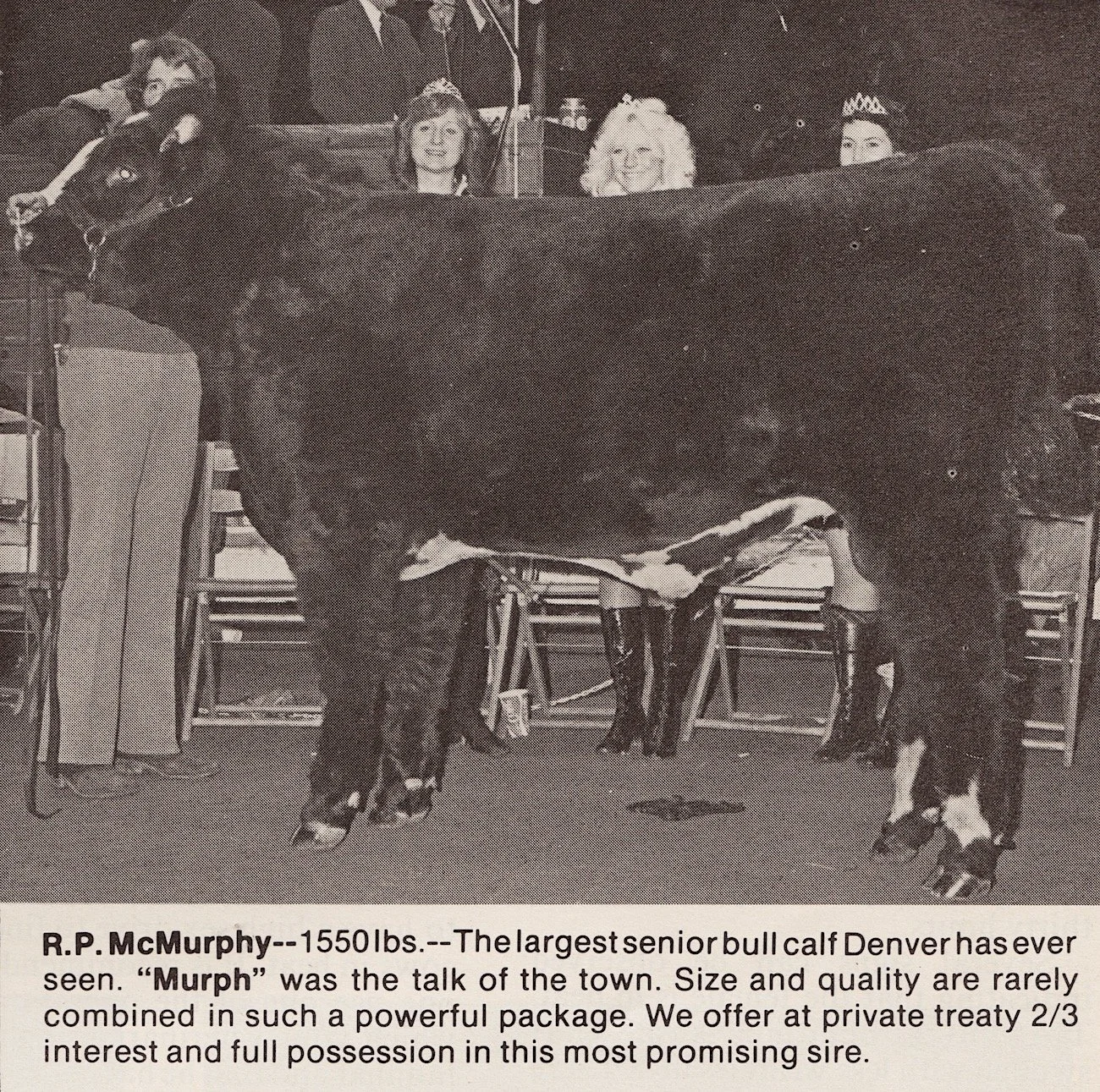 Old Shorthorn Bulls — The Shorthorn Bulletin