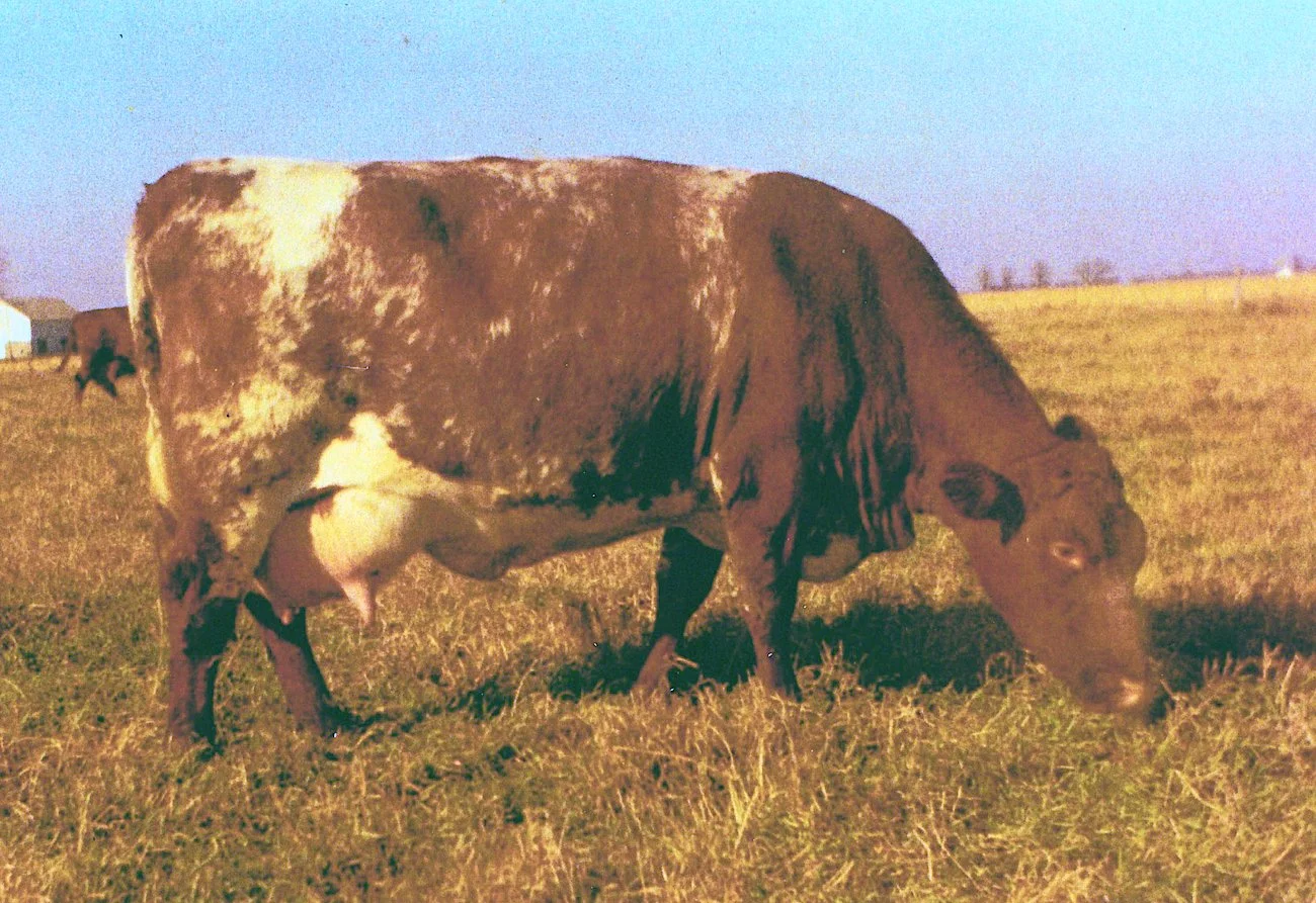 Historical Cows — The Shorthorn Bulletin