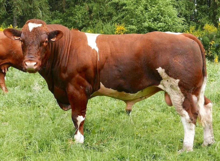 Vol. 10, #1 Are Heritage Shorthorns a Separate Breed of Cattle? — The ...