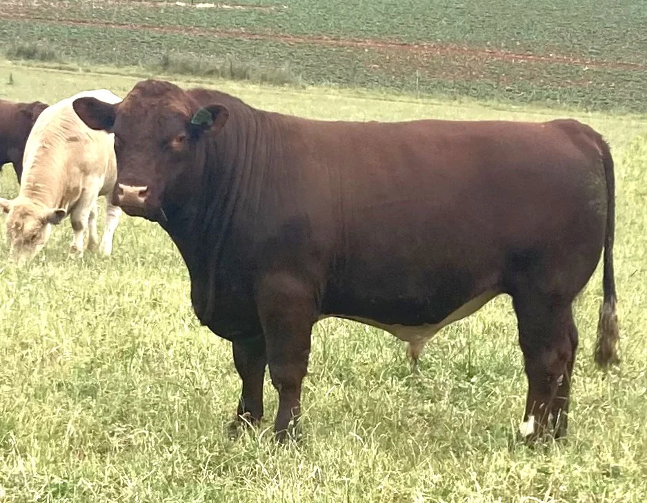 Vol. 9, #2 Shorthorns in Tasmania — The Shorthorn Bulletin