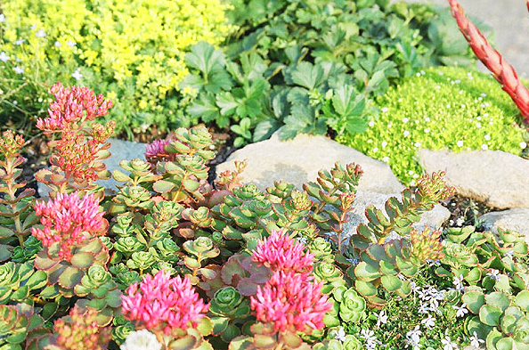 Perennial Beauty — THE FARMER'S DAUGHTER