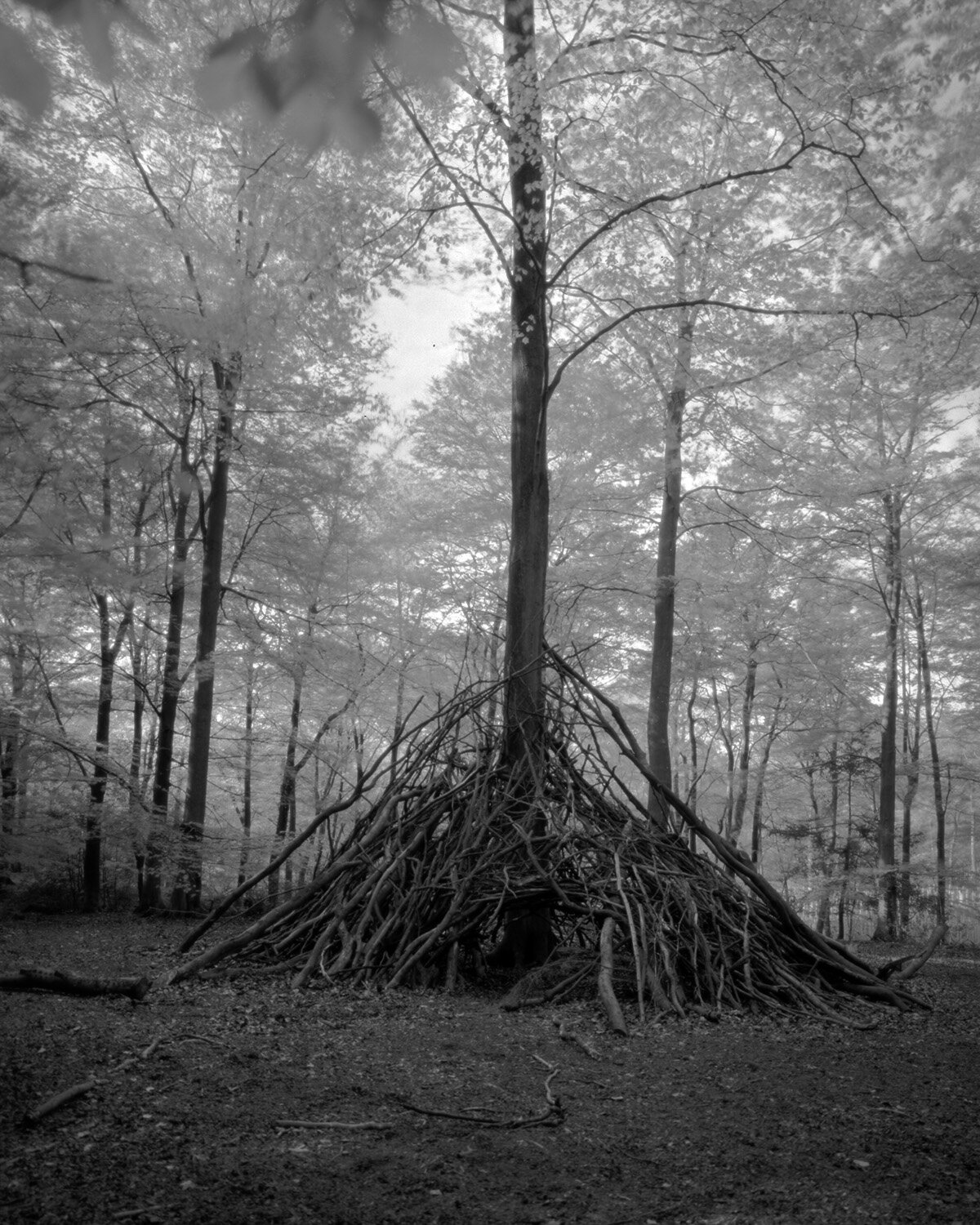 forest dens — corinne whitehouse