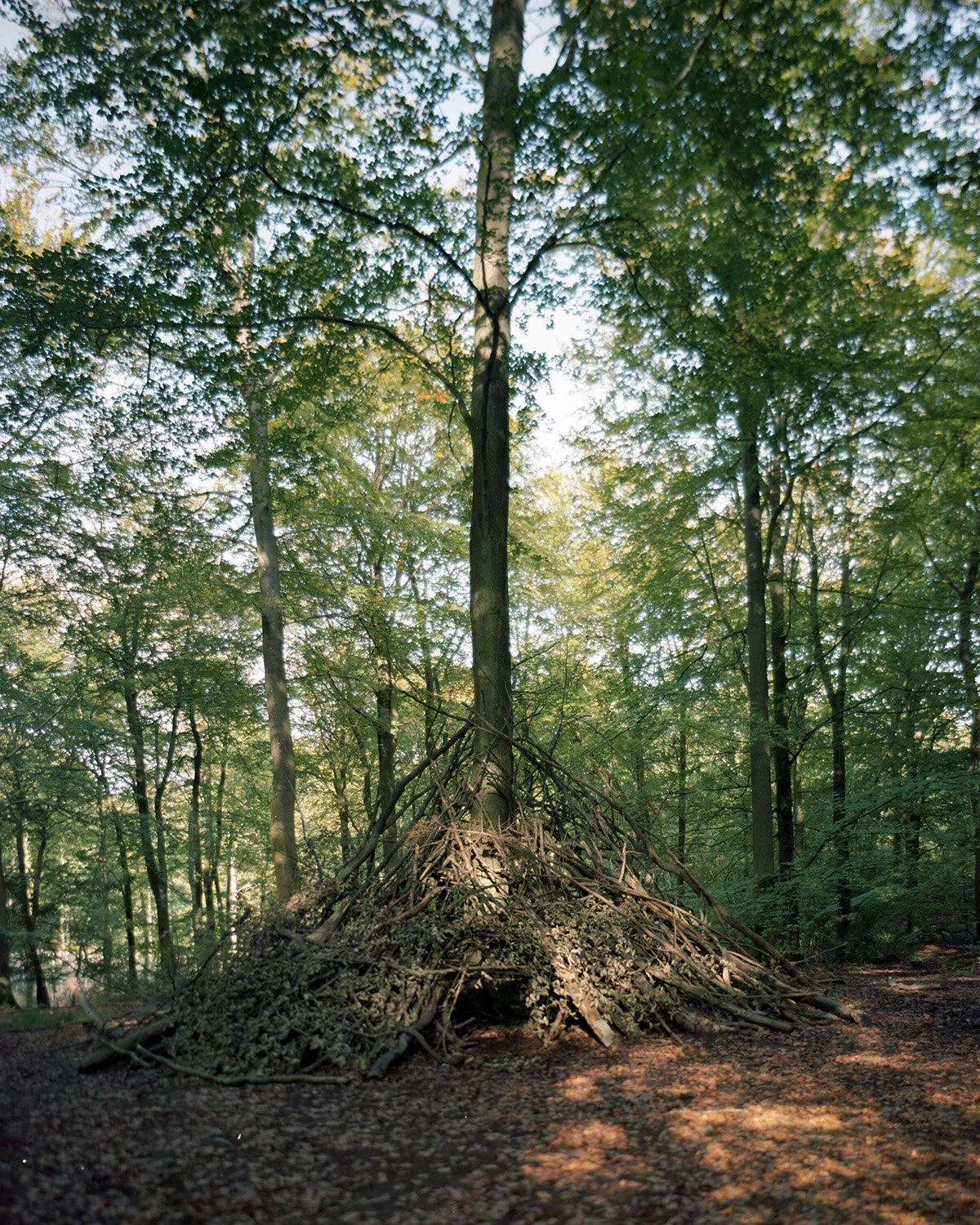 forest dens — corinne whitehouse