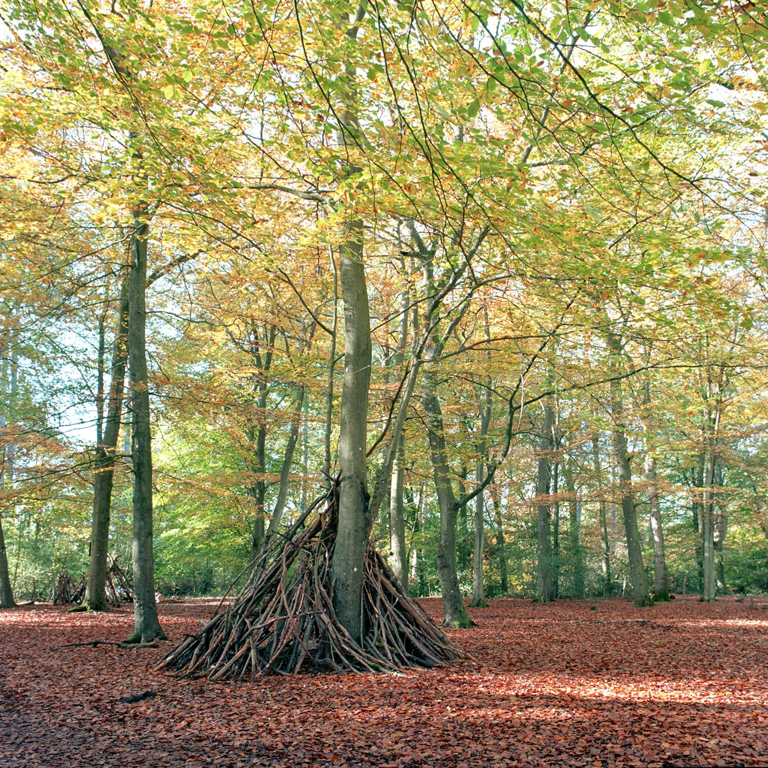 forest dens — corinne whitehouse