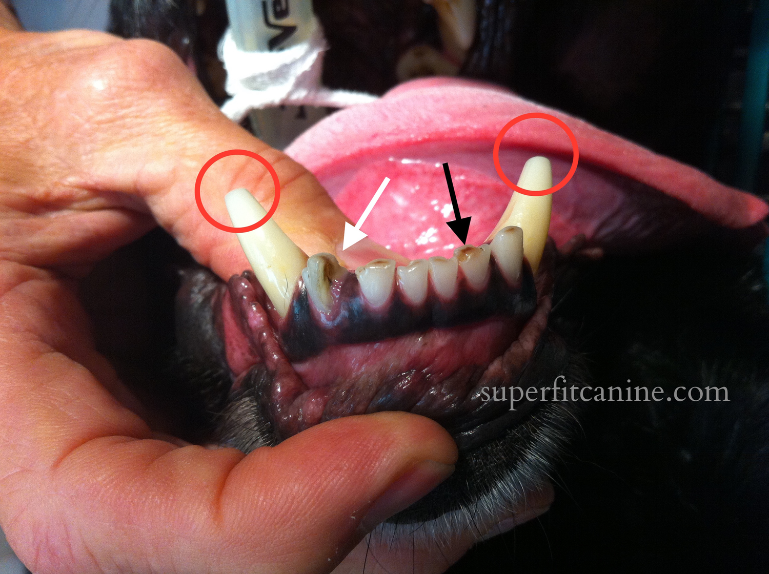 Do Tennis Balls Damage A Dogs Teeth