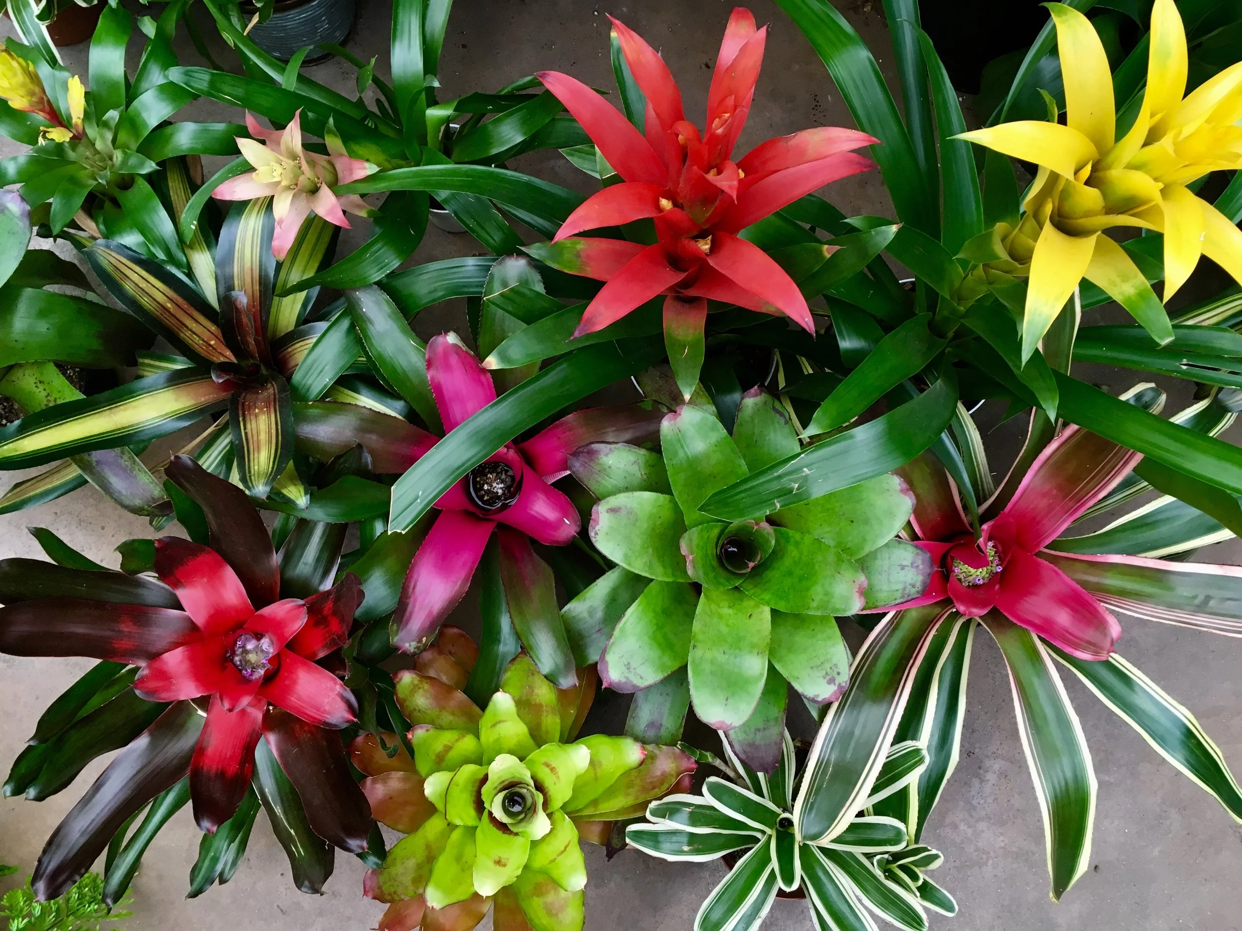 Bromeliads 101 - Orchard Nursery